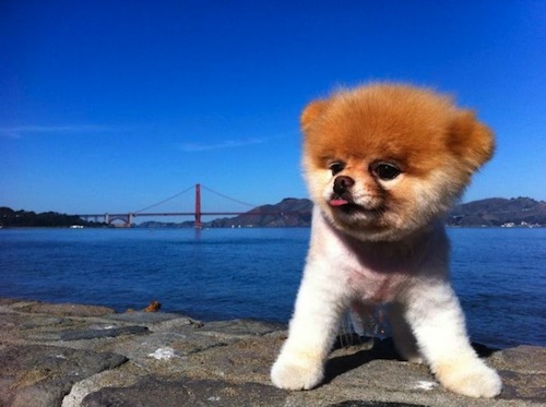 Il cane più famoso del mondo | Metalli Rari